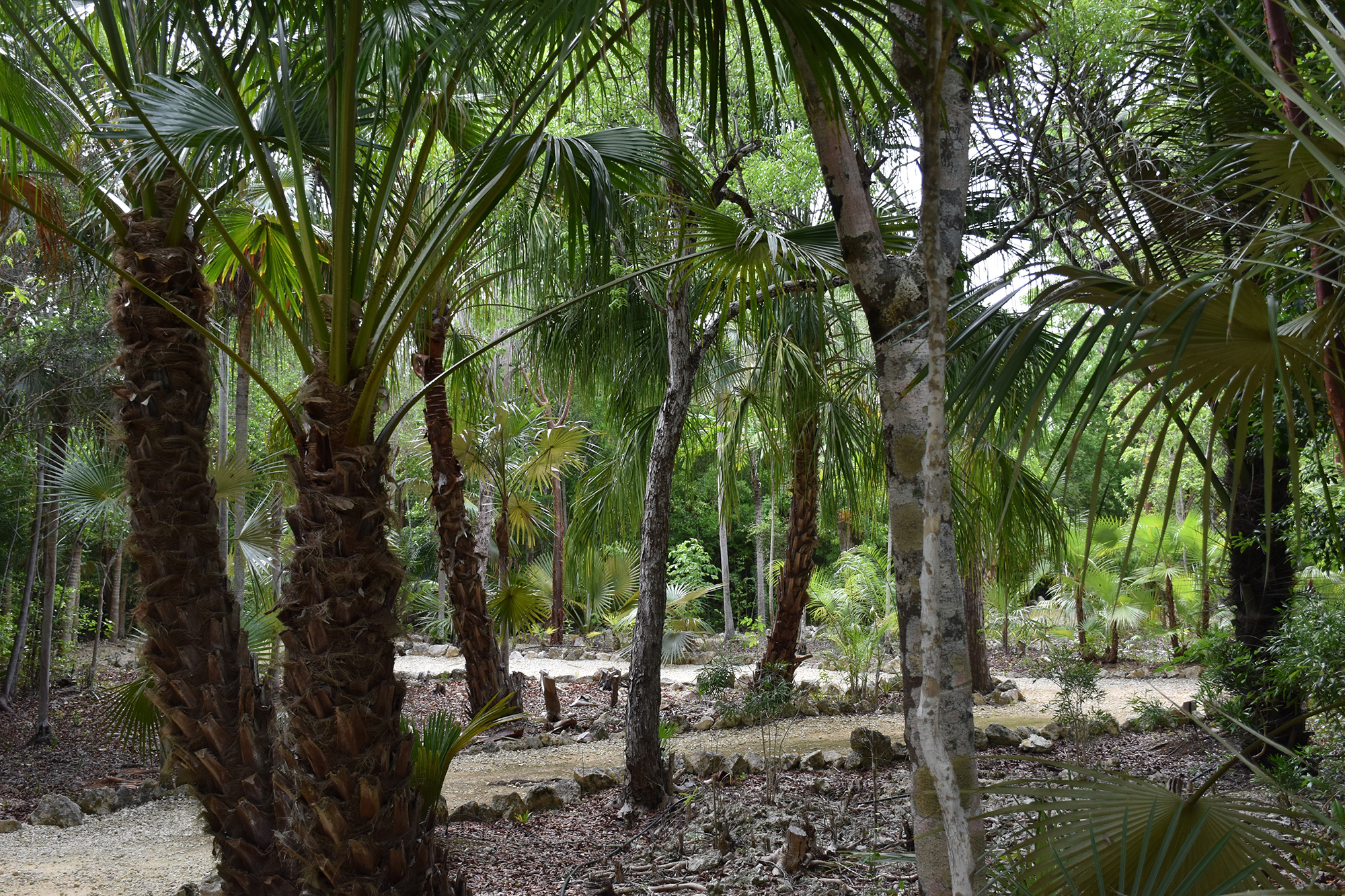 The Best Hiking Trails in the Cayman Islands - Cayman Active - Cayman ...